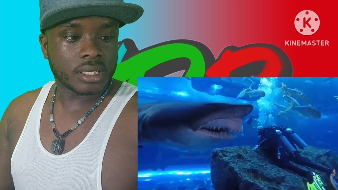 Scuba Divers Have An Insanely Close Encounter With A Giant Shark ...