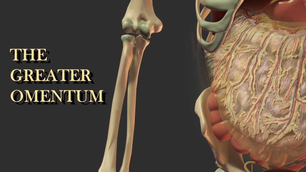 The Greater Omentum: Now Less Boring! - YouTube