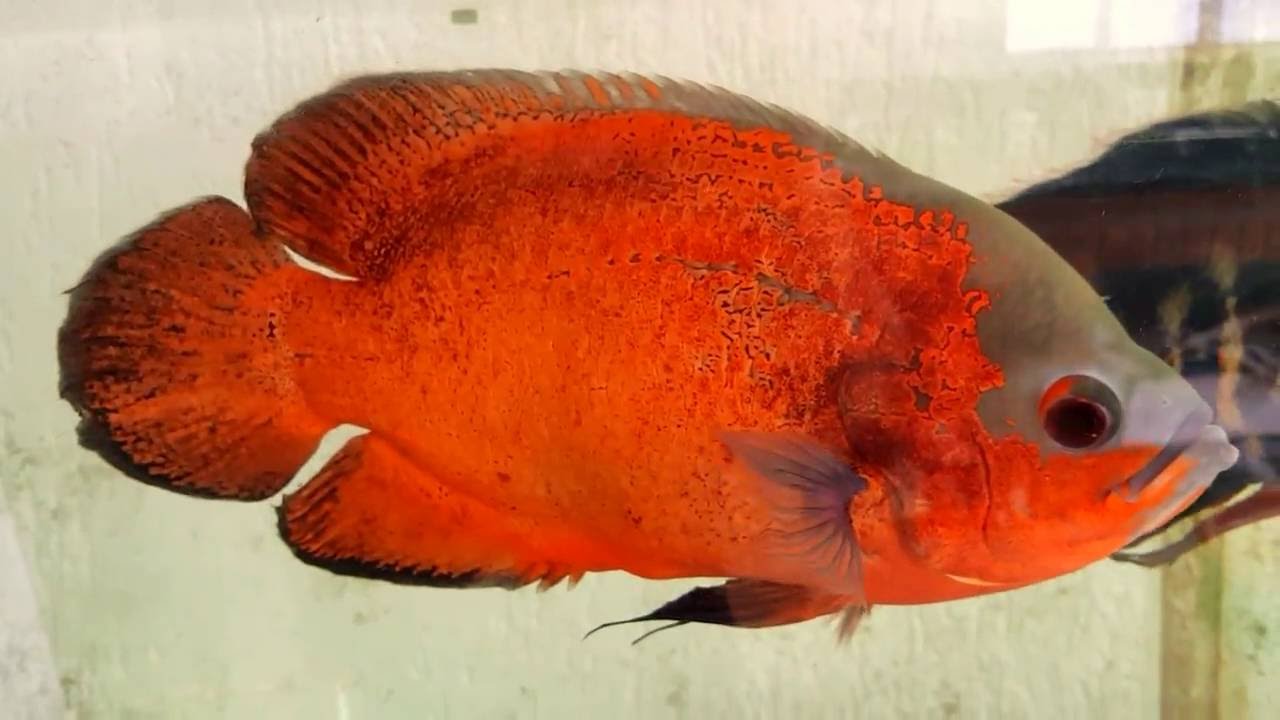 Oscar Bronze e Oscar Tigre Véu (Astronotus Ocellatus) - YouTube
