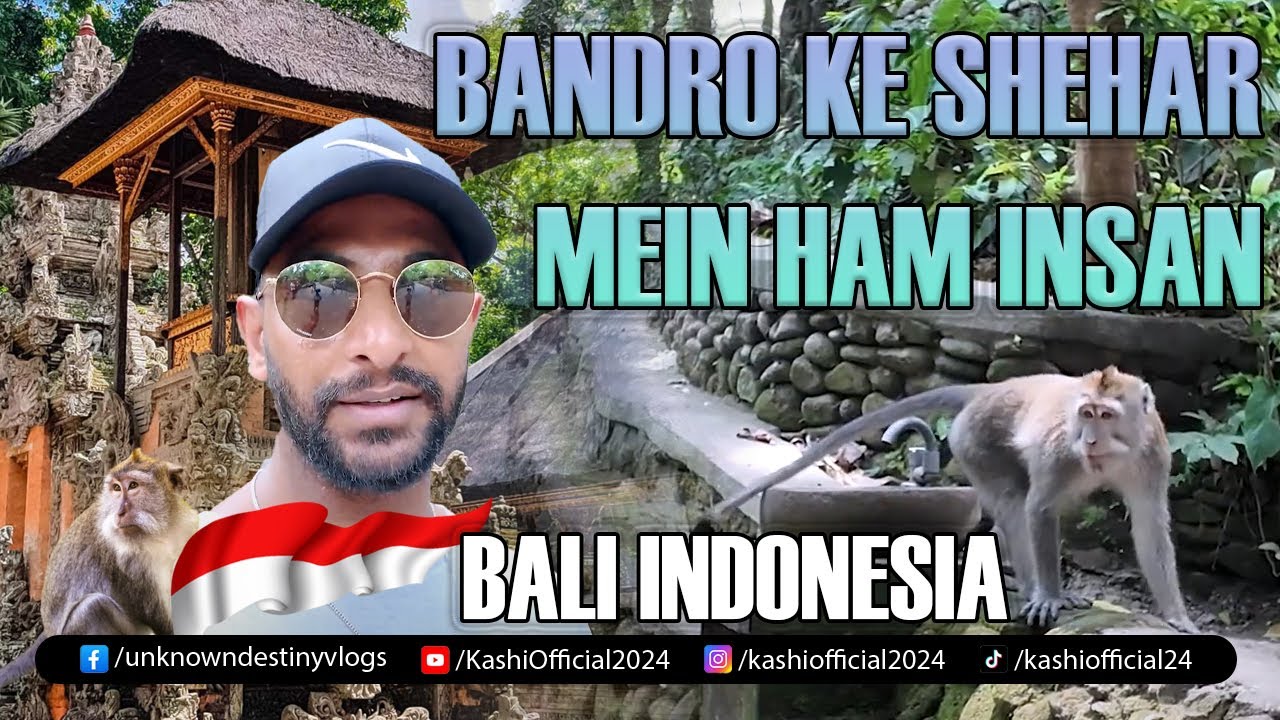 Bandro Ke Shehar Mein Ham Insan | Monkey Forest | Bali | Indonesia ...