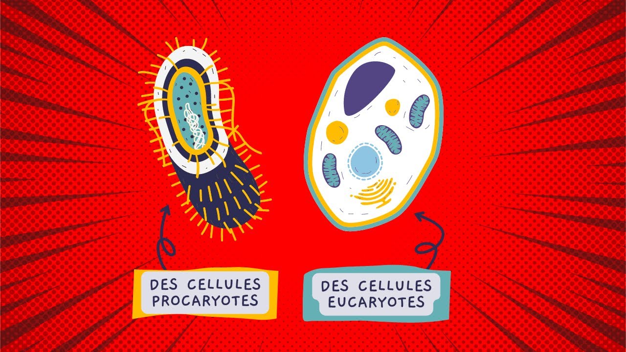 La Biologie Cellulaire Différences Entre Cellules Eucaryotes Et