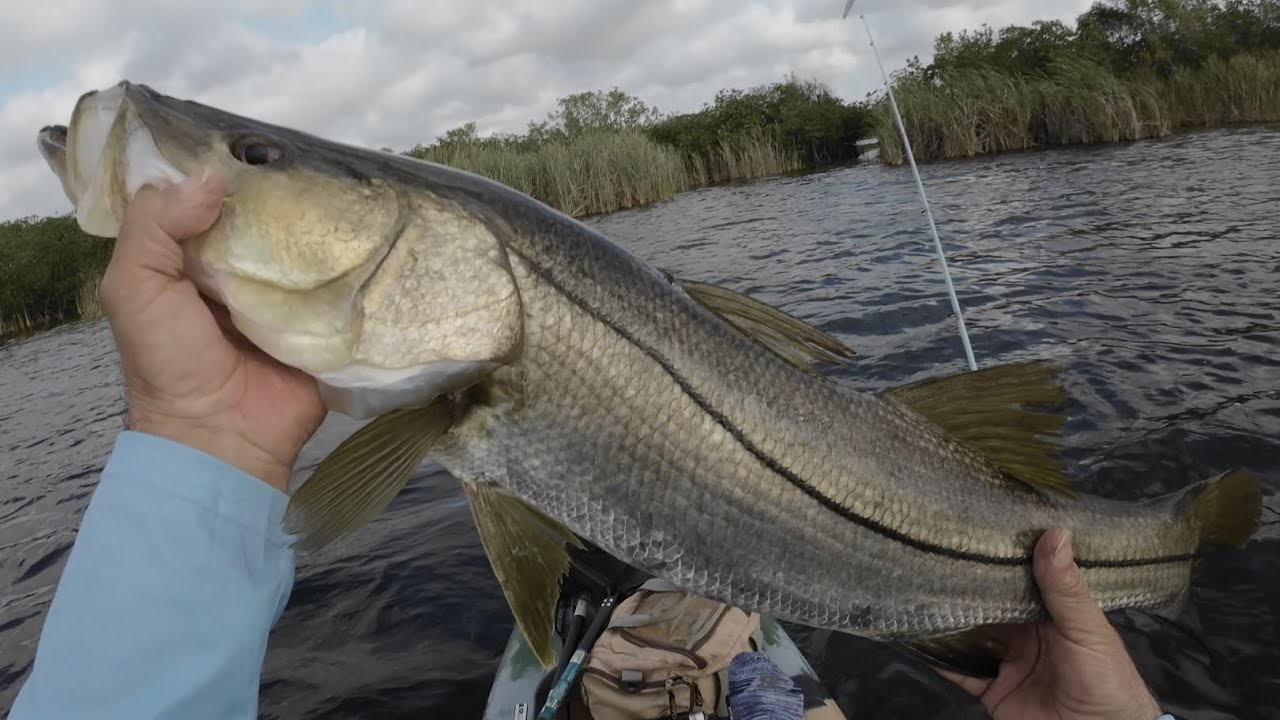 Kayak Big Snook Fishing The Amazing Everglades - YouTube