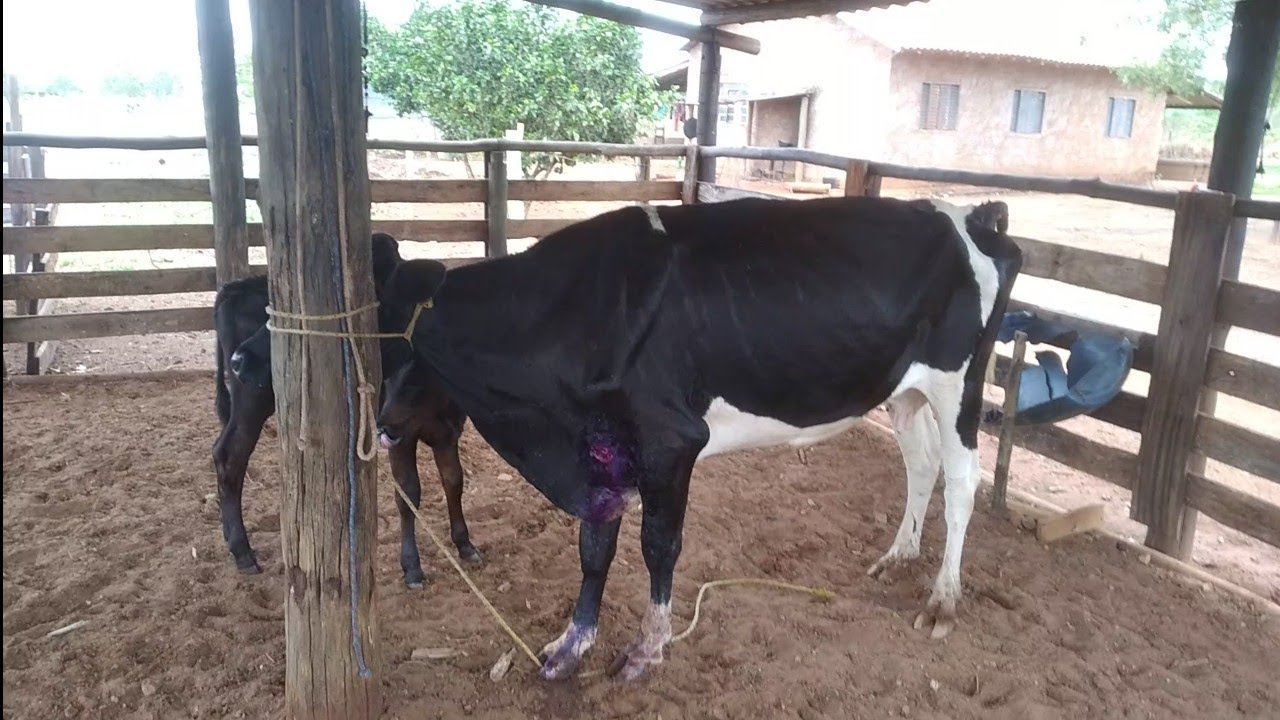 GRAVATA ESTA COM MACHUCADO FEIO - YouTube