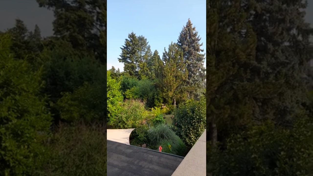 garden # nature # trees # flowers # shorts # trending # Tik tok # - YouTube