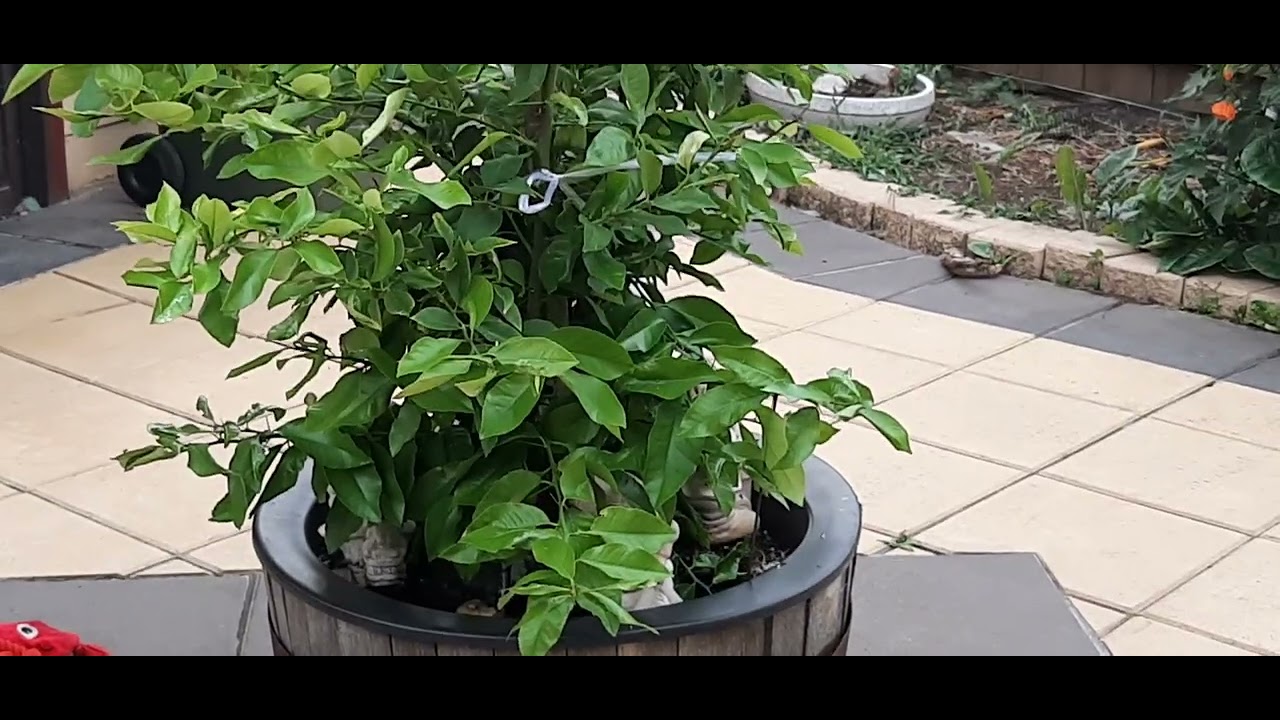 Brutus loves the tangy smell of a dwarf lemon tree 🌳 🍋 - YouTube