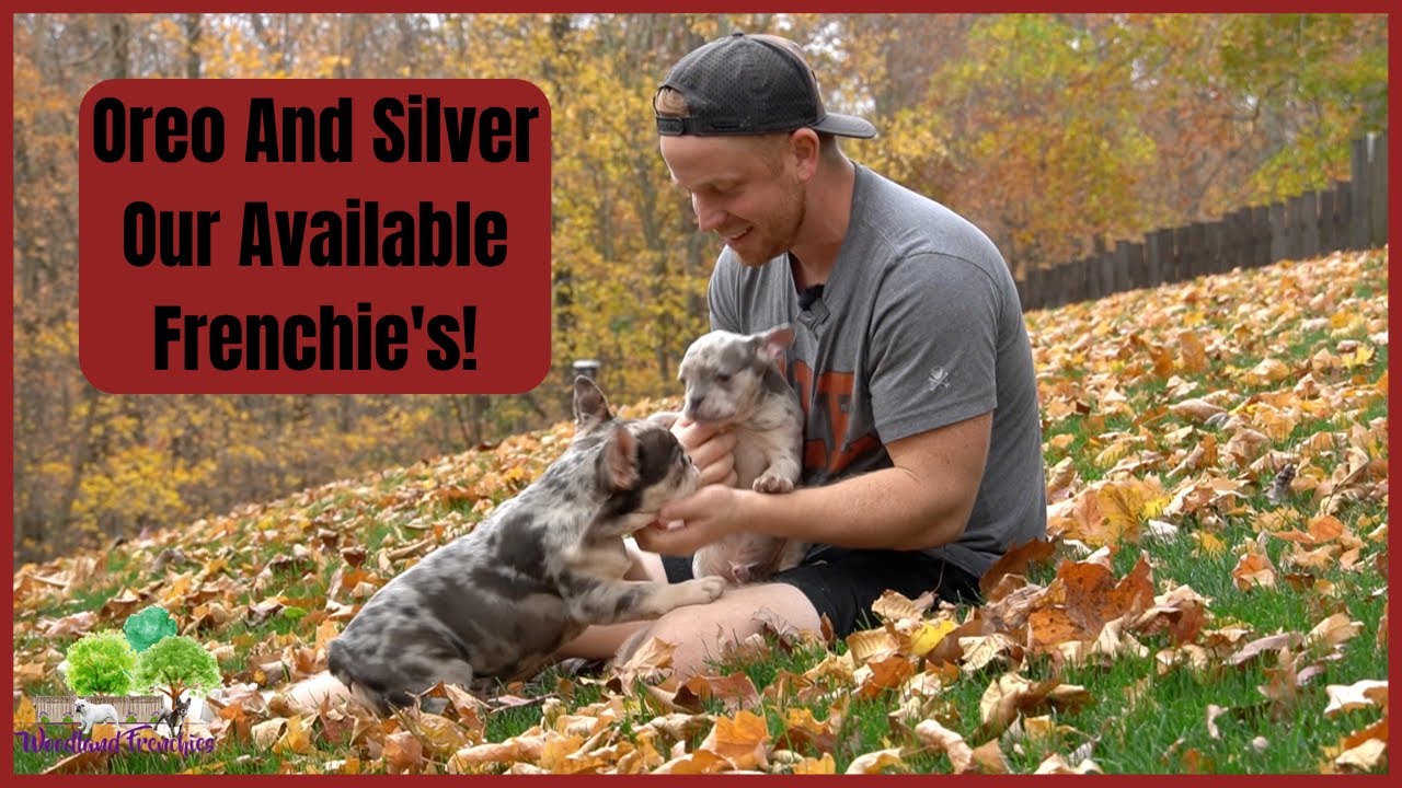 Oreo And Silver Our Available Frenchie's! - YouTube