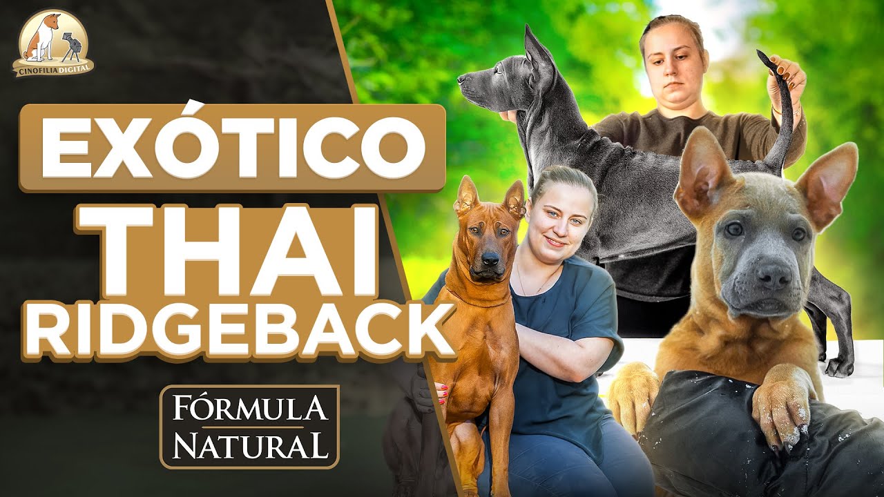 Thai Ridgeback | Russia Dog Show | Cinofilia Digital - YouTube