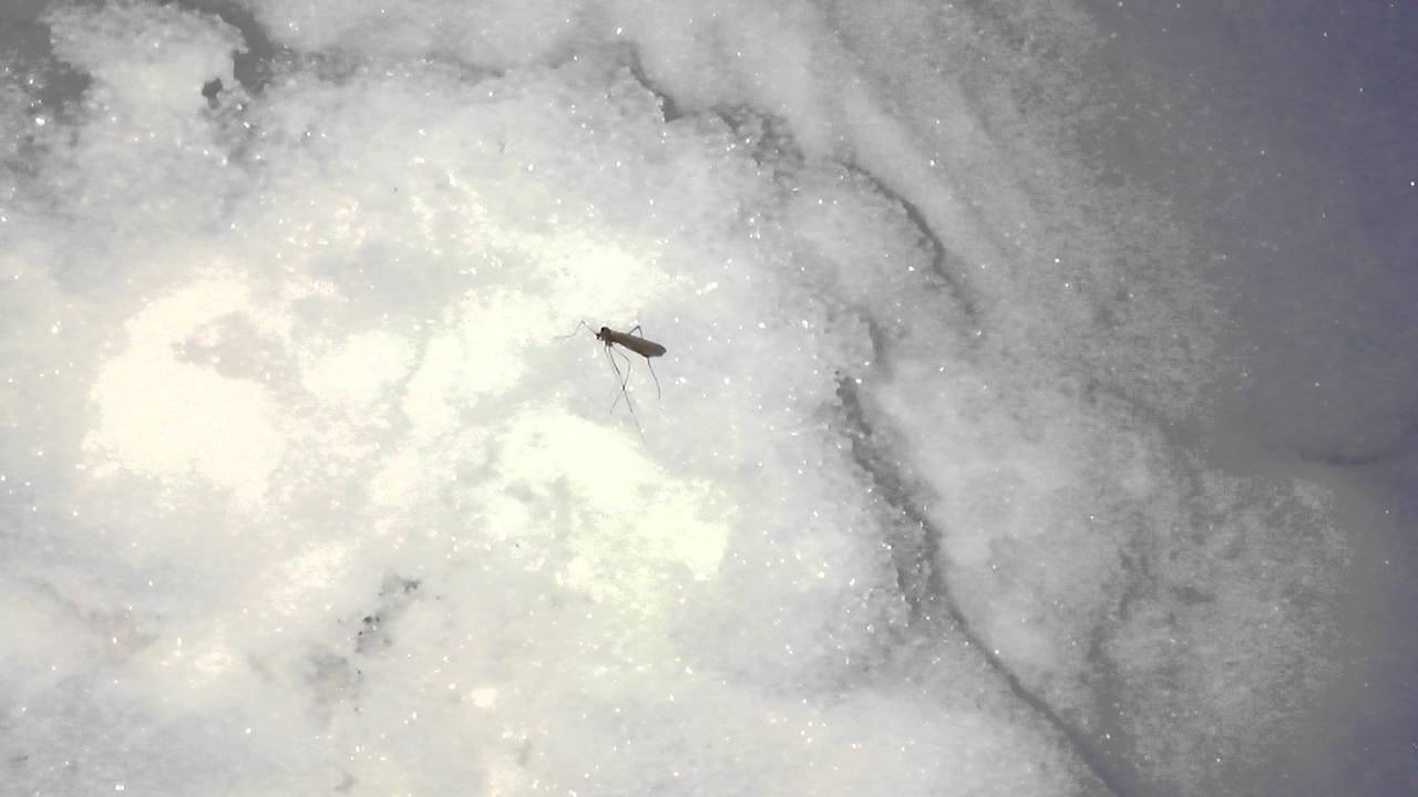 Mosquito's winter adventure on the snow. - YouTube