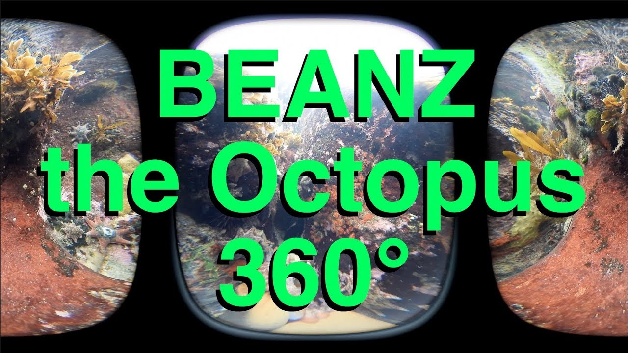 Underwater with Beanz the Octopus - 360° - YouTube