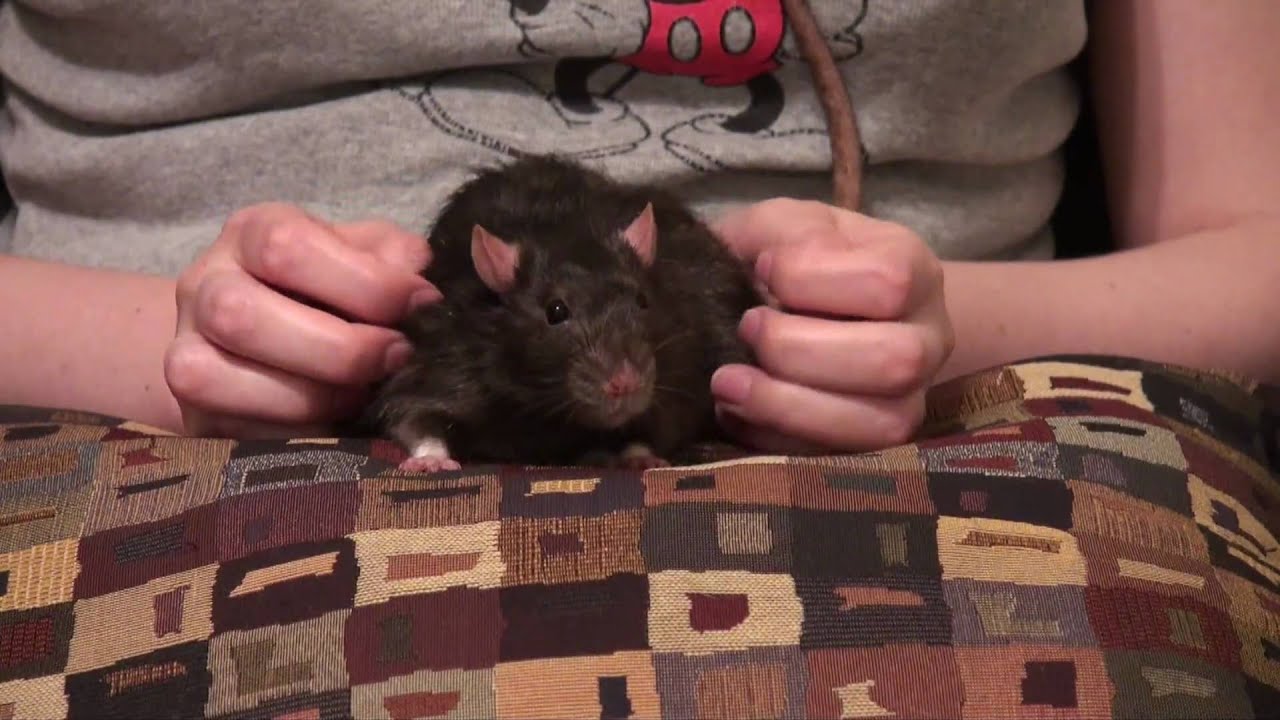 Interview with a Rat - YouTube