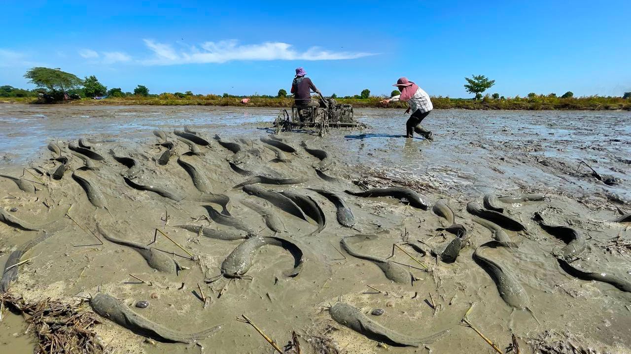 Technique Fishing! Fisherman catch a lot fish in mud catch by best hand ...