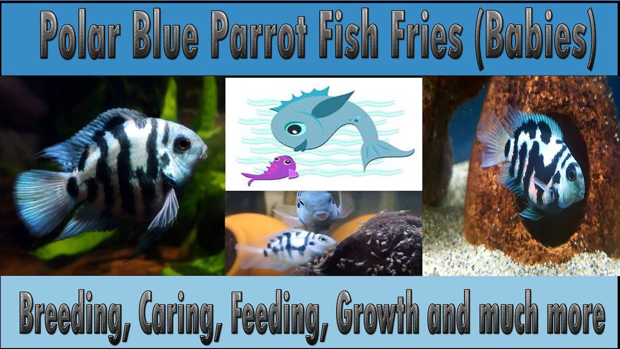 Blue Parrot Fish Convict Cichlid Fish Fries | Polar Blue Parrot Fish ...