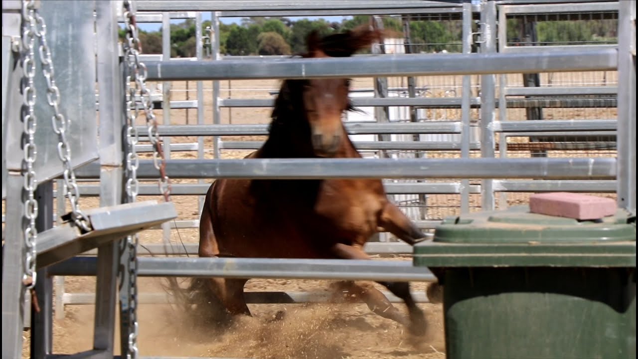 Wild Unhandled Stallion: From untamed to beautifully trained - YouTube