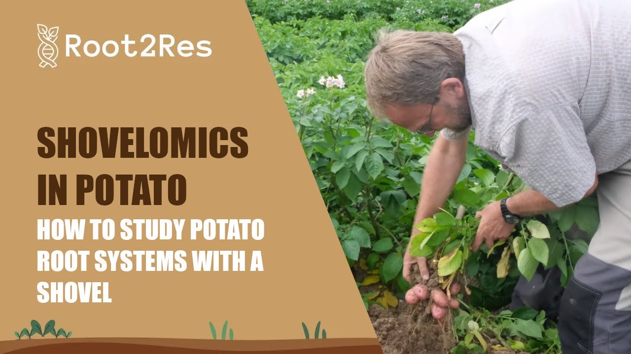 Shovelomics in Potato: how to study potato root systems with a shovel ...