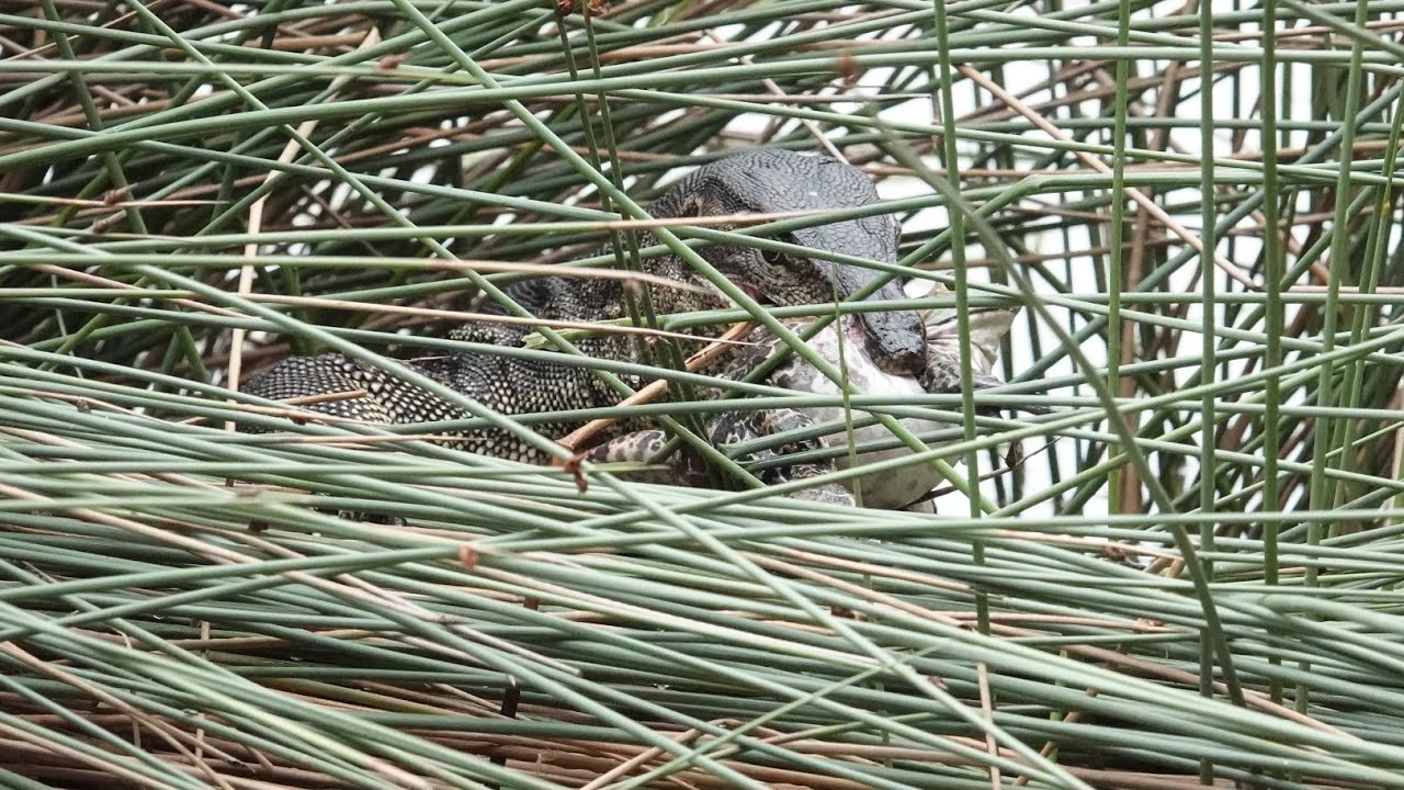 Birding in Singapore-Punggol Park Part 2. Monitor lizard feasting on a ...