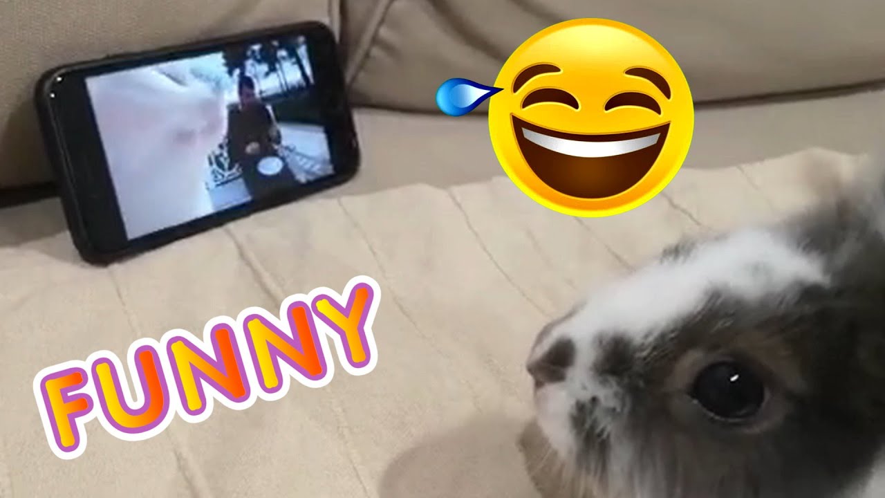Rabbit Vibing To Ievan Polkka | Cat Vibing To Music Ievan Polkka | Cat ...