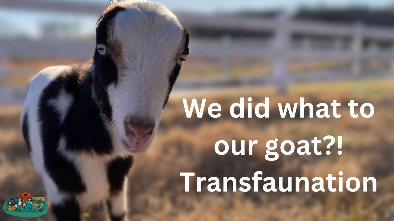 We did what to our goat?! Mini Lamancha Goat Rumen Transfaunation - YouTube