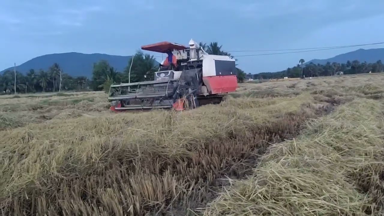 Rice Harvesting Machine - YouTube