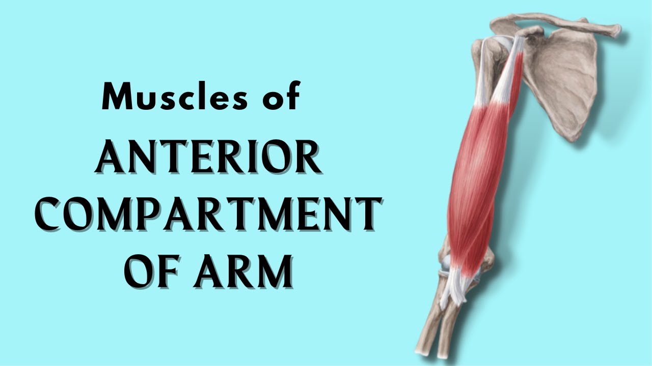 Muscles of Anterior Compartment of Arm | Anatomy Tutorial | Doctor ...