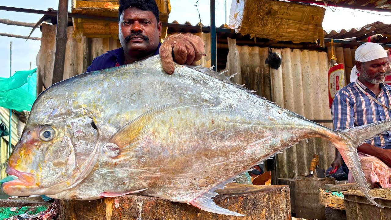 KASIMEDU DIAMOND TREVALLY FISH 🐟 CUTTING VIDEO BY SPEED SELVAM ...