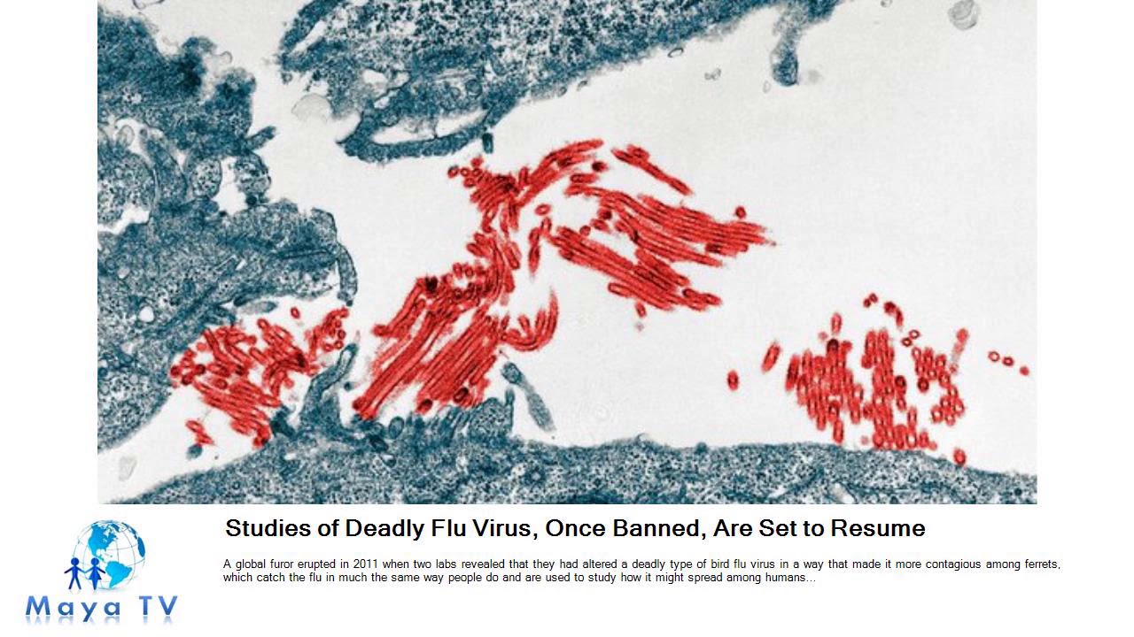 Studies of Deadly Flu Virus, Once Banned, Are Set to Resume - YouTube