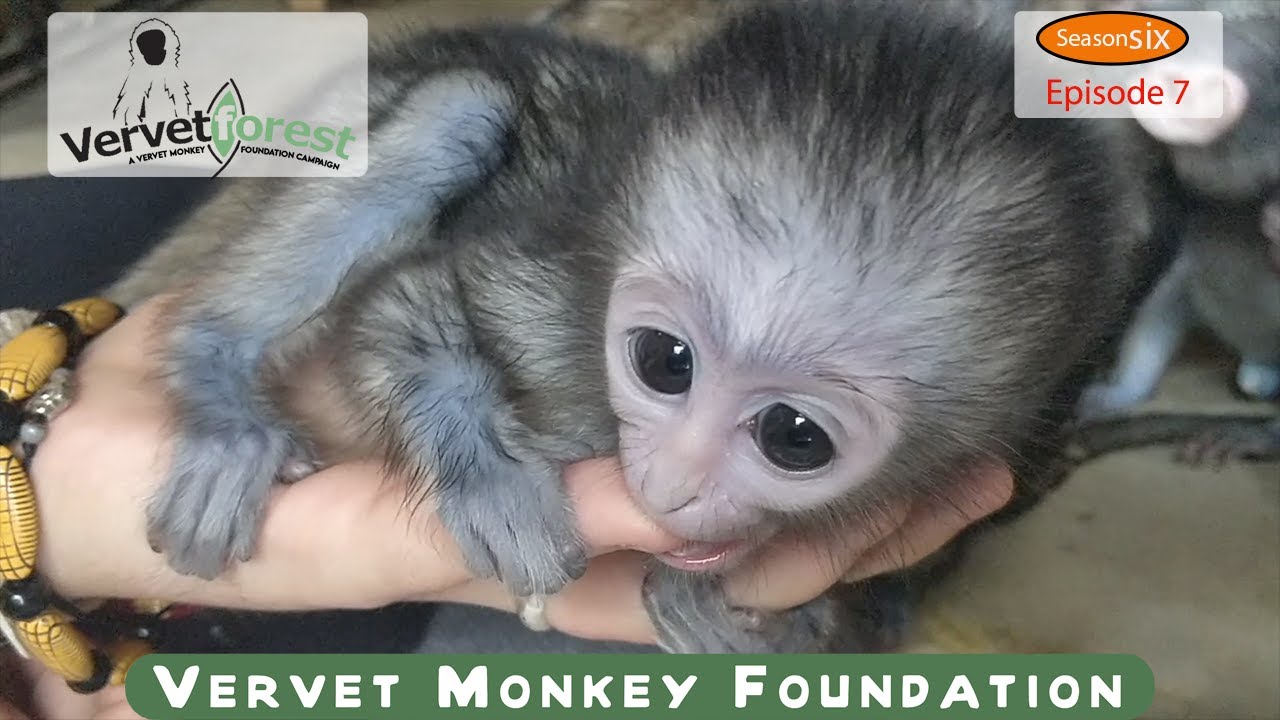 Lots of orphan baby monkey updates, monkeys having fun - YouTube