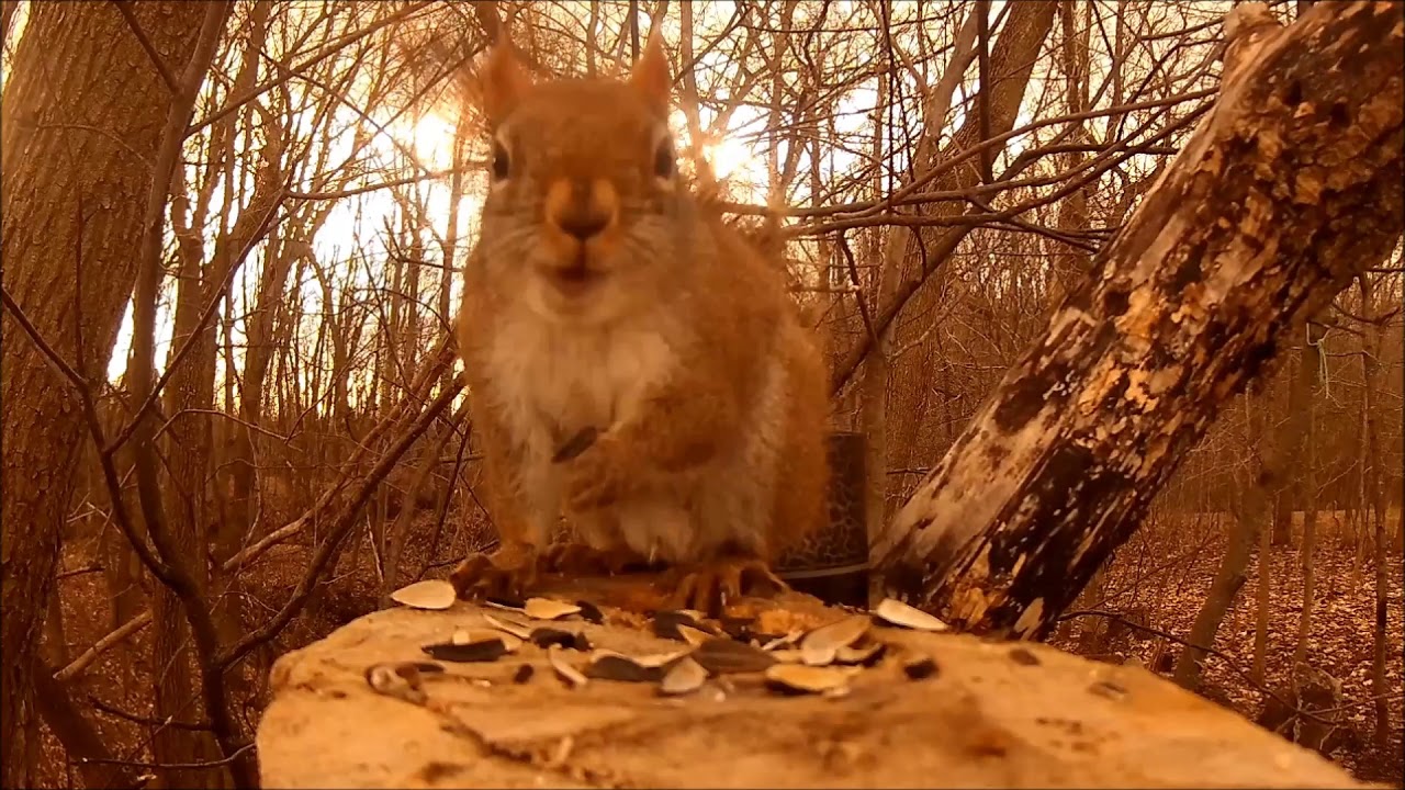 Metalhead squirrel - YouTube