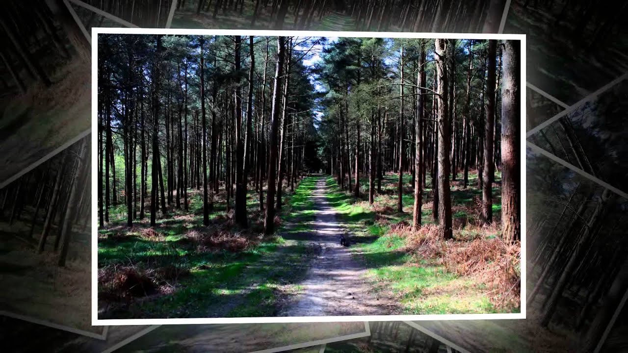 2014 04 17 Cowdray Forest - YouTube