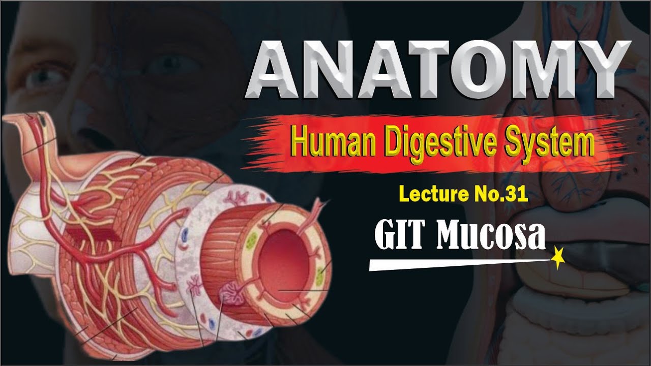 GIT MUCOSA | HISTOLOGY OF GASTROINTESTINAL TRACT - YouTube