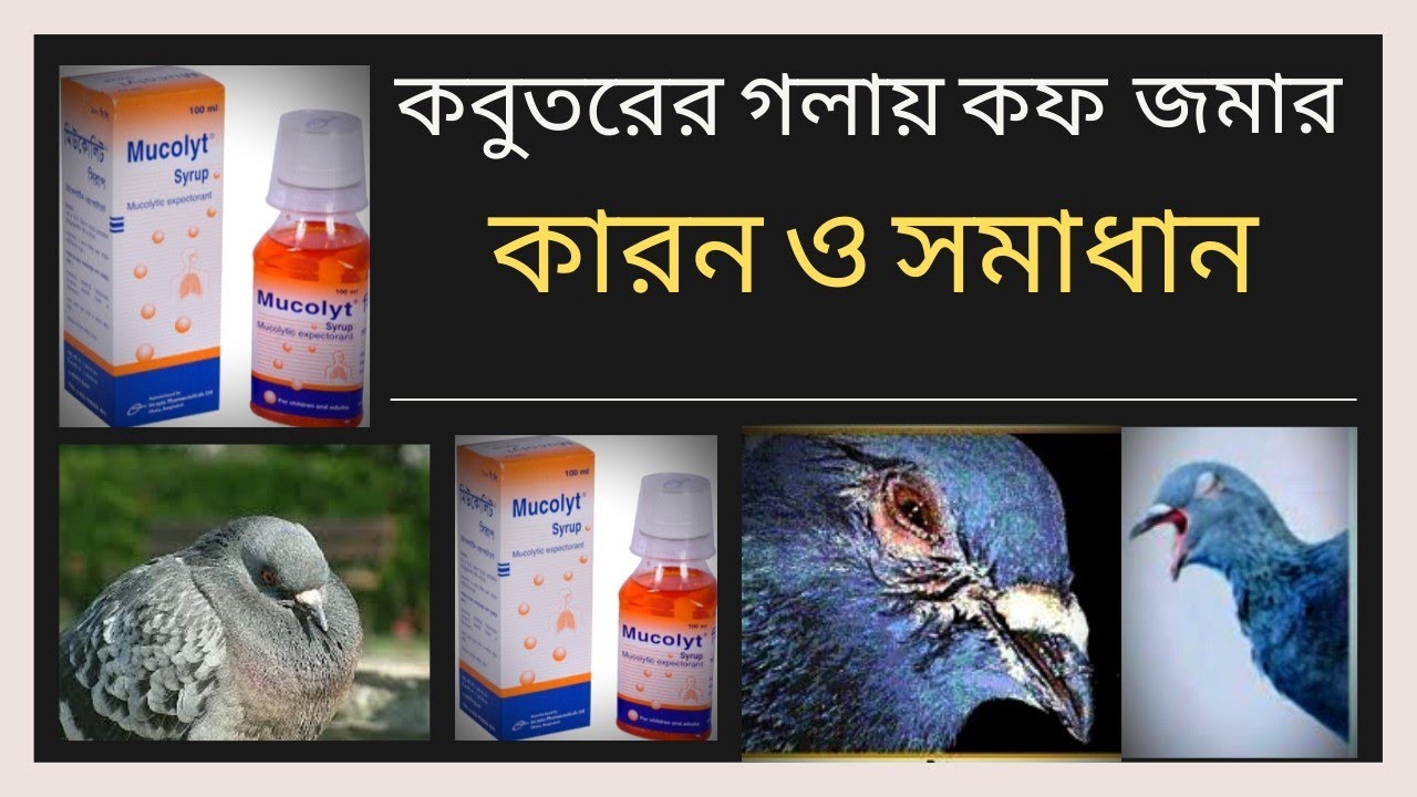 কবুতরের গলায় কফ জমার কারন ও সমাধান জেনে নিন || Pigeon Cold Disease ...