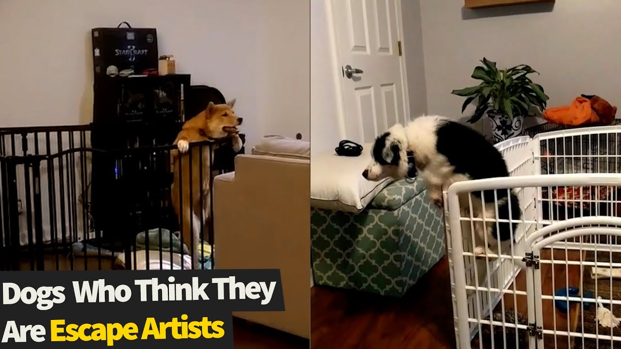 Top 10 Sneaky Dogs Who Are Master Escape Artists | Funny Dogs Escaping ...