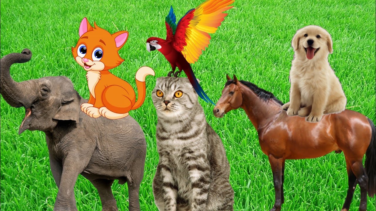 Familiar Animals cat, dog, elephant, tiger, deer,Cow, Horses Animals ...