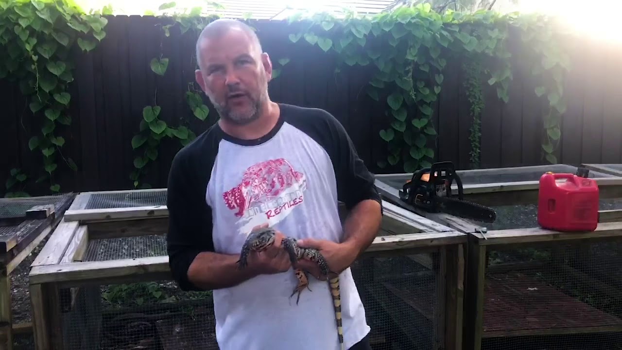 The BEST looking Tegu in the world! (The Snow Maker) - YouTube