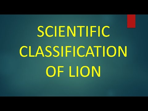 What Is The Scientific Classification Of A Lion