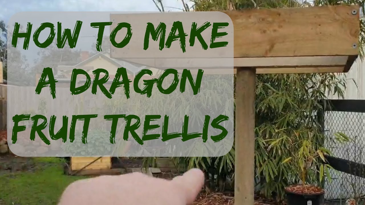 How to make a dragon fruit trellis - YouTube