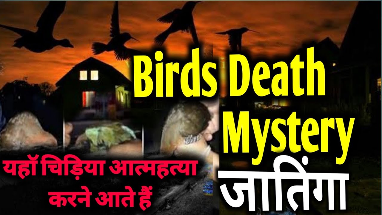 Jatinga Bird Mystery | Jatinga mystery | Jatinga Birds Death Video ...