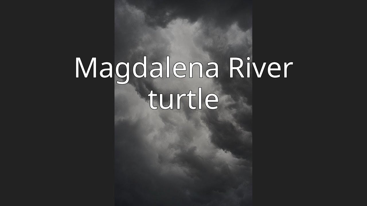 Magdalena River turtle - YouTube