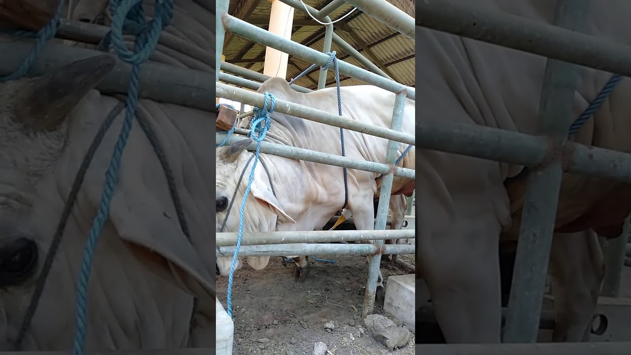 Menampung sperma pejantan sapi PO - YouTube