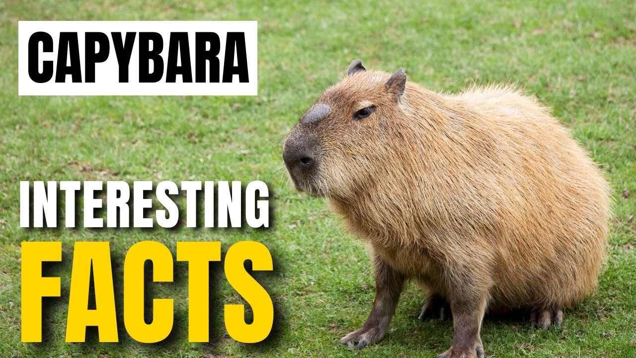 Discovered the Amazing Facts of Capybara | Interesting Facts | The ...