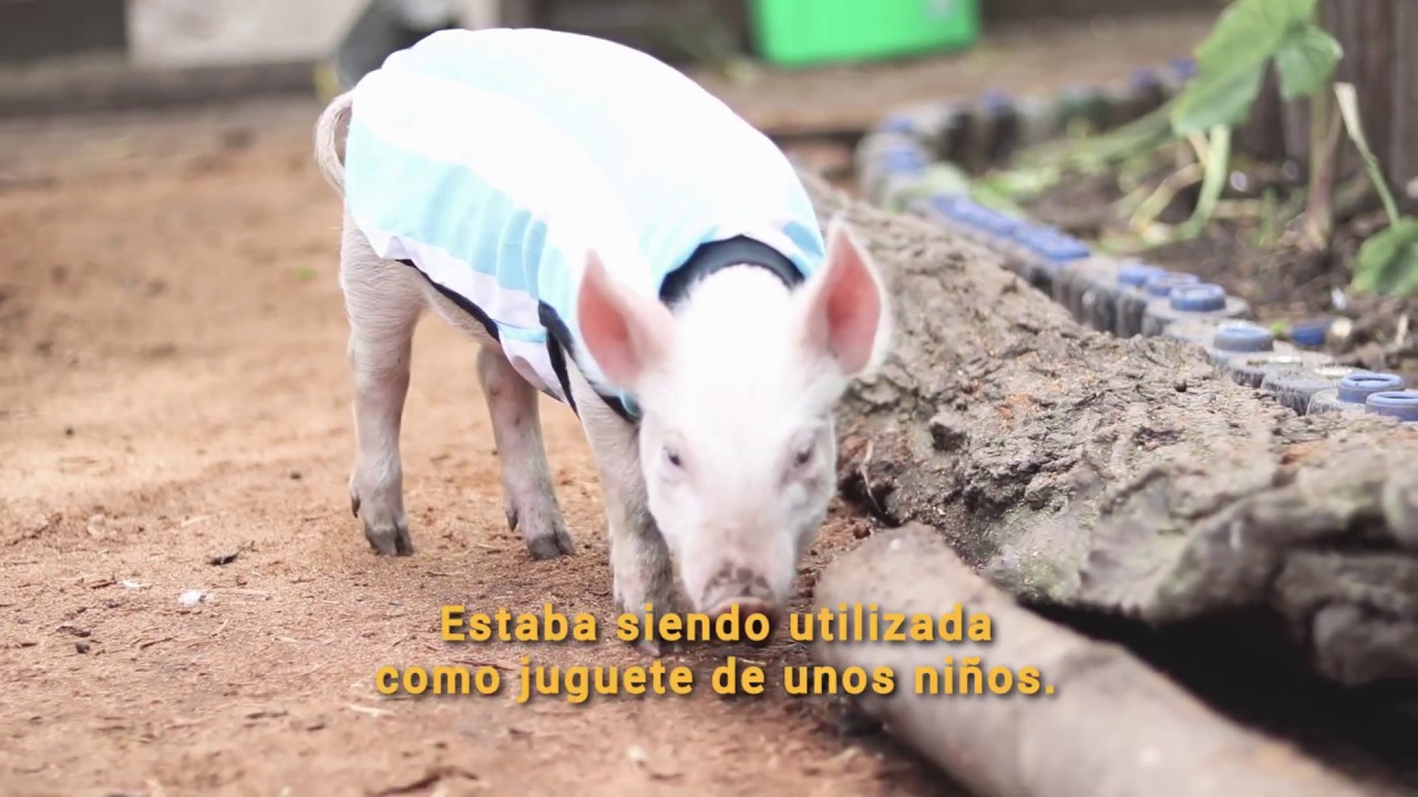 Chicholina ¡1 año juntos! - YouTube