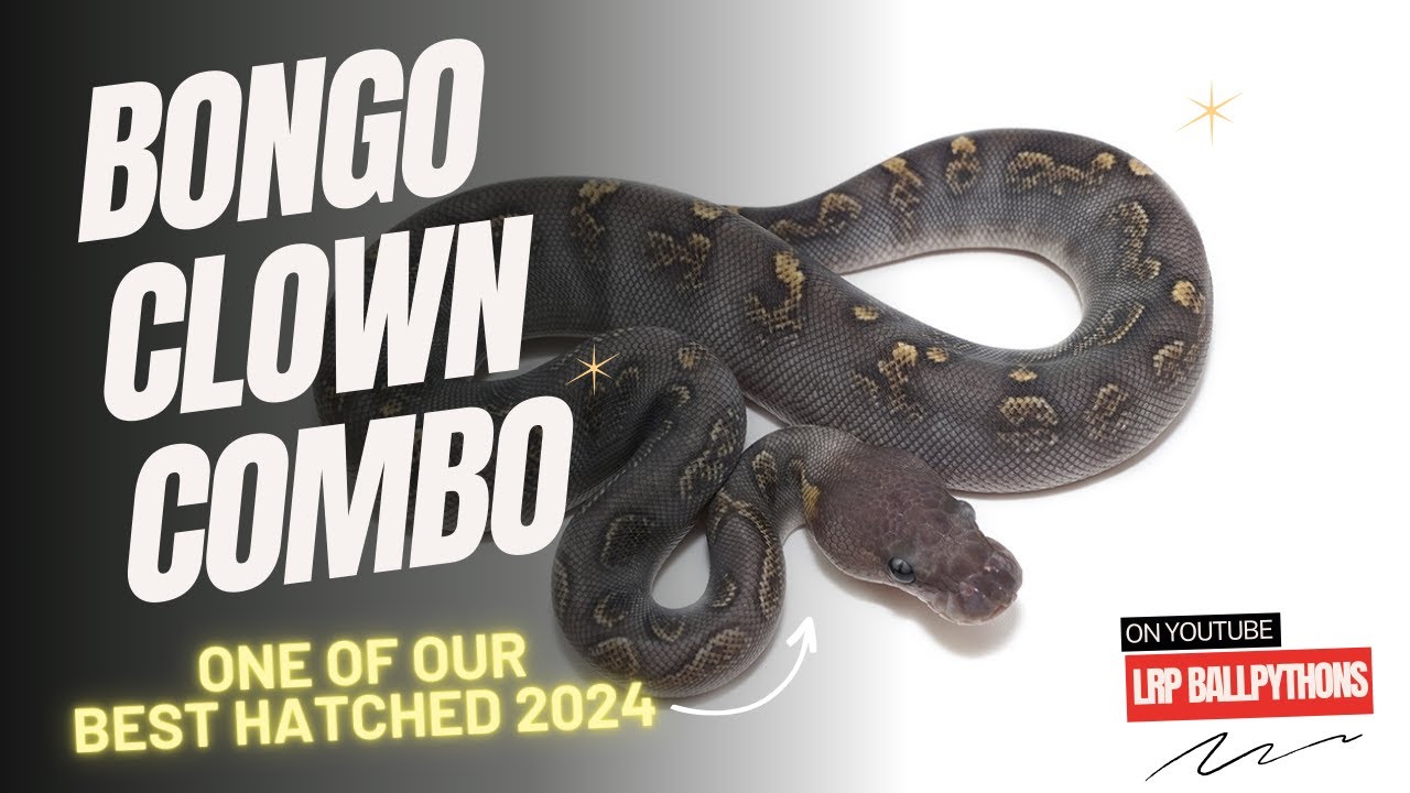 Amazing BONGO CLOWN COMBO | One of our Best Hatched 2024 - YouTube
