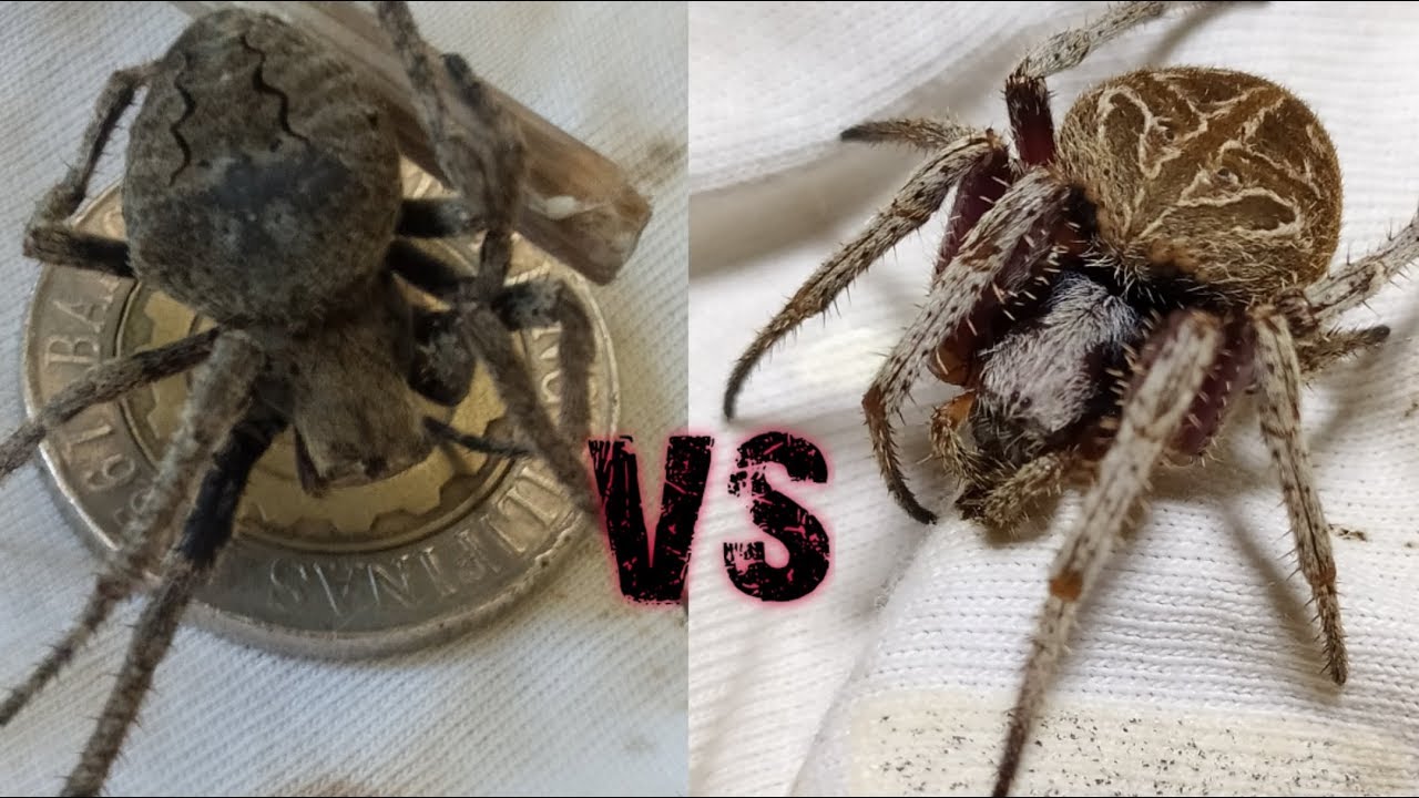 Japan G vs Samon - Japan G natae sa takot😂 - YouTube