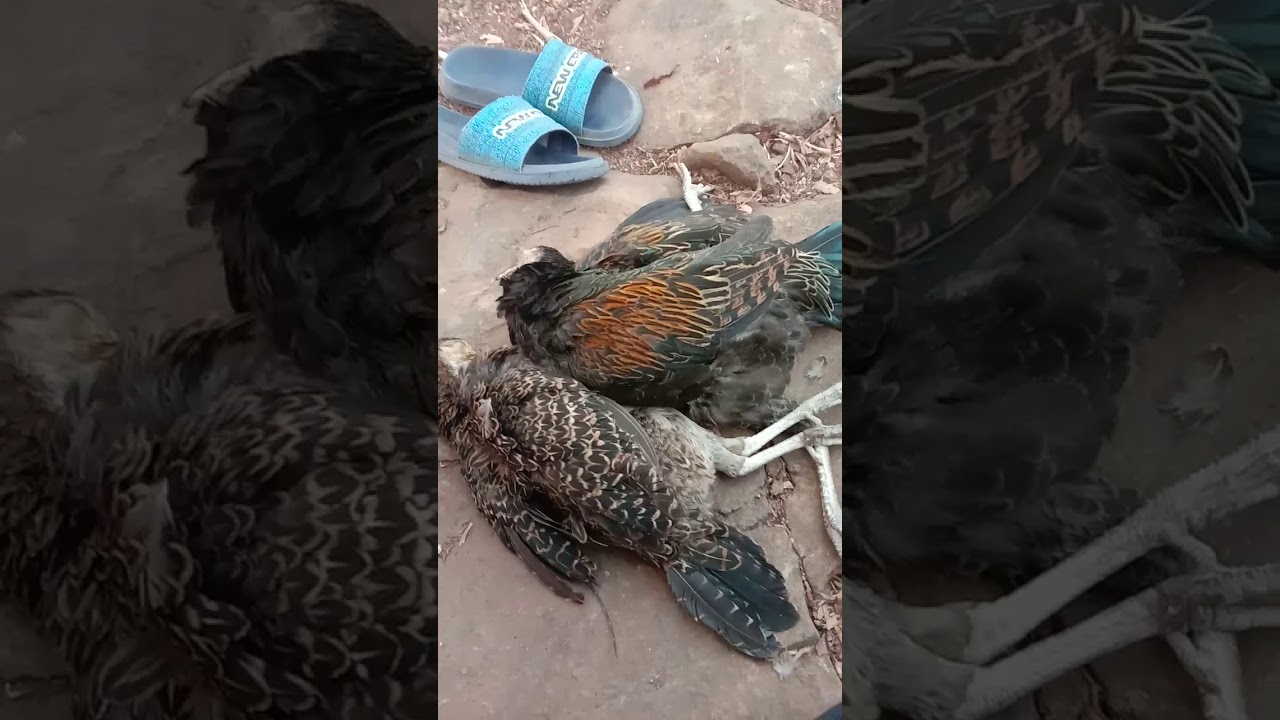 Ayam alas masih ratusan d #kejayan# - YouTube