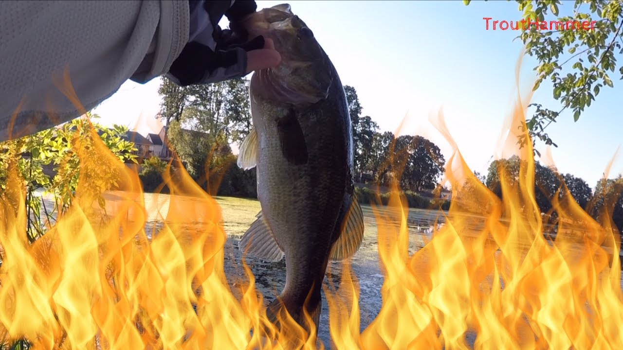 Oregon Summer Bass Fishing | Hot Weather, Hot Fishing - YouTube