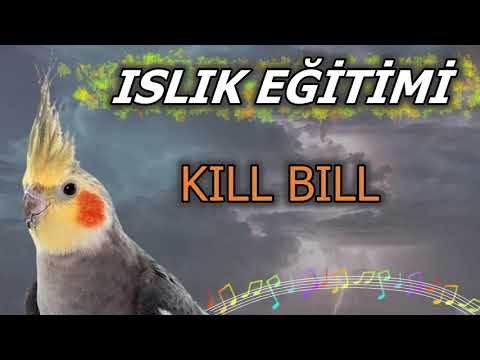 Sultan Papağanı Islık Eğitimi : KILL BILL ŞARKISI ISLIK