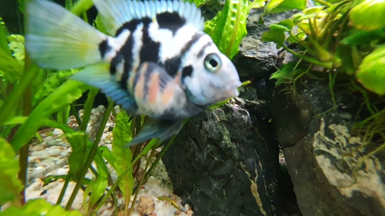 Młode rybki pielęgnicy papuzia blue Tiger i pielęgnicy zebra - YouTube