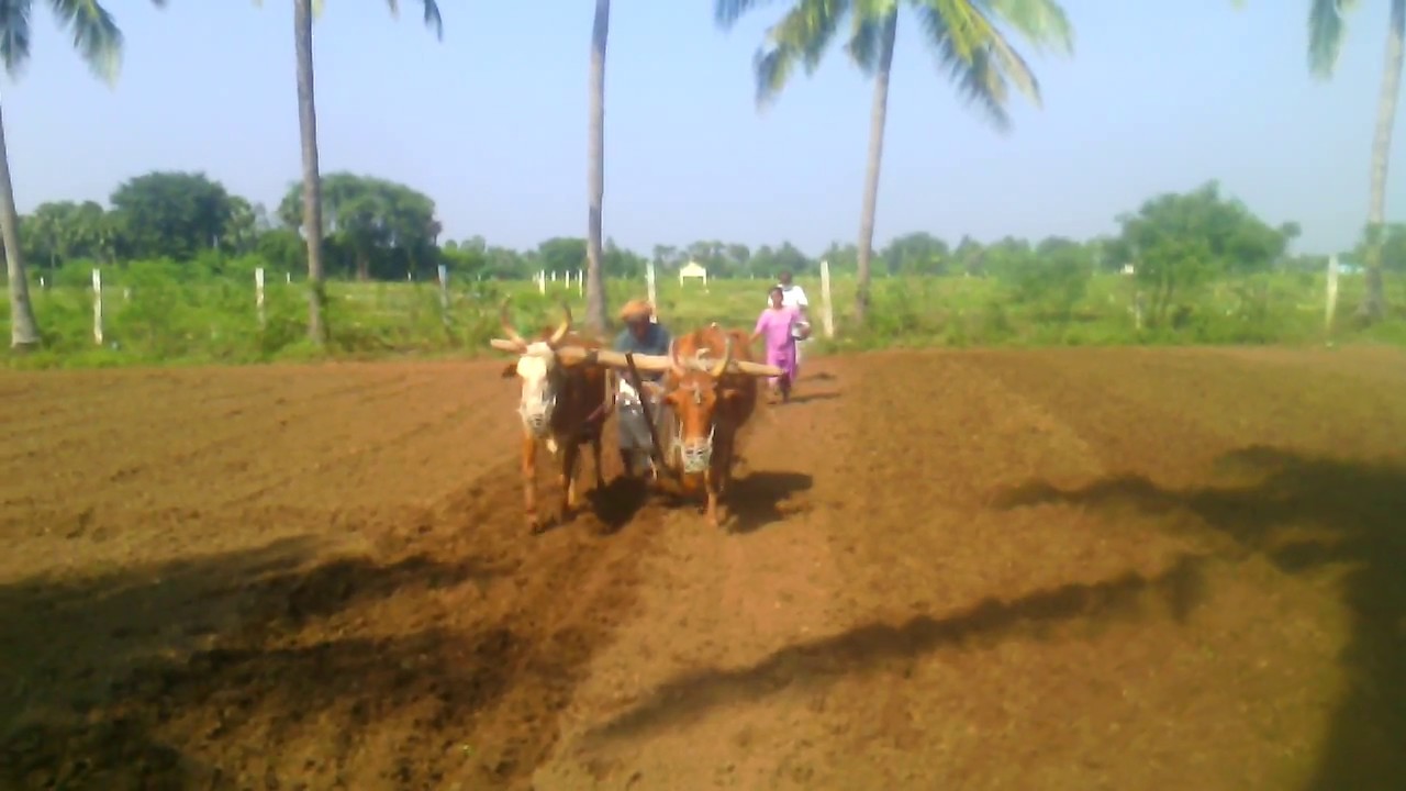 Traditional method of sowing groundnut - www.vsanjai.com - YouTube