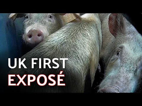 UK FIRST INVESTIGATION INSIDE PIG GAS CHAMBER (Pilgrim’s Pride, Manchester)