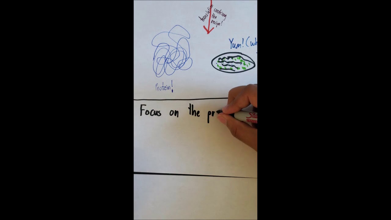 Ribosomal Frameshifting Simplified - YouTube