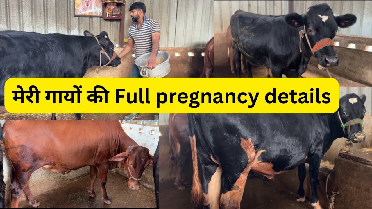 मेरी गायों की full pregnancy details || Full pregnancy details of my ...